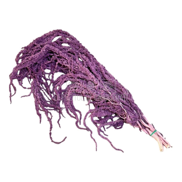 Amaranthus Purple (Buchet Criogenat) - Depozitul de Criogenati