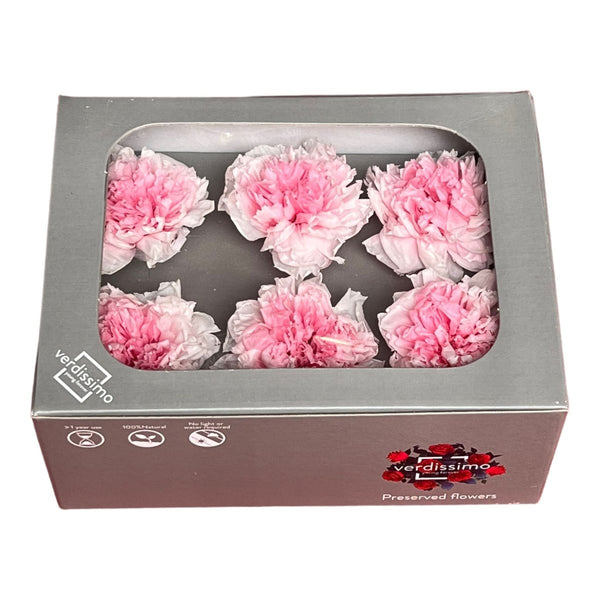 Garoafa Criogenata Bicolor Alb-Roz (Ø5,5cm, H6-7cm, 6buc) - Depozitul ...